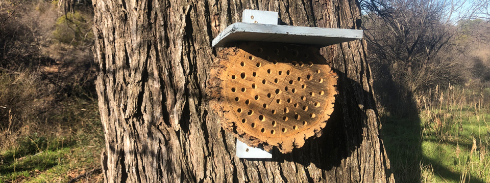 Landmark Wildlife Management » All the Buzz: Keeping Mason Bees in Texas